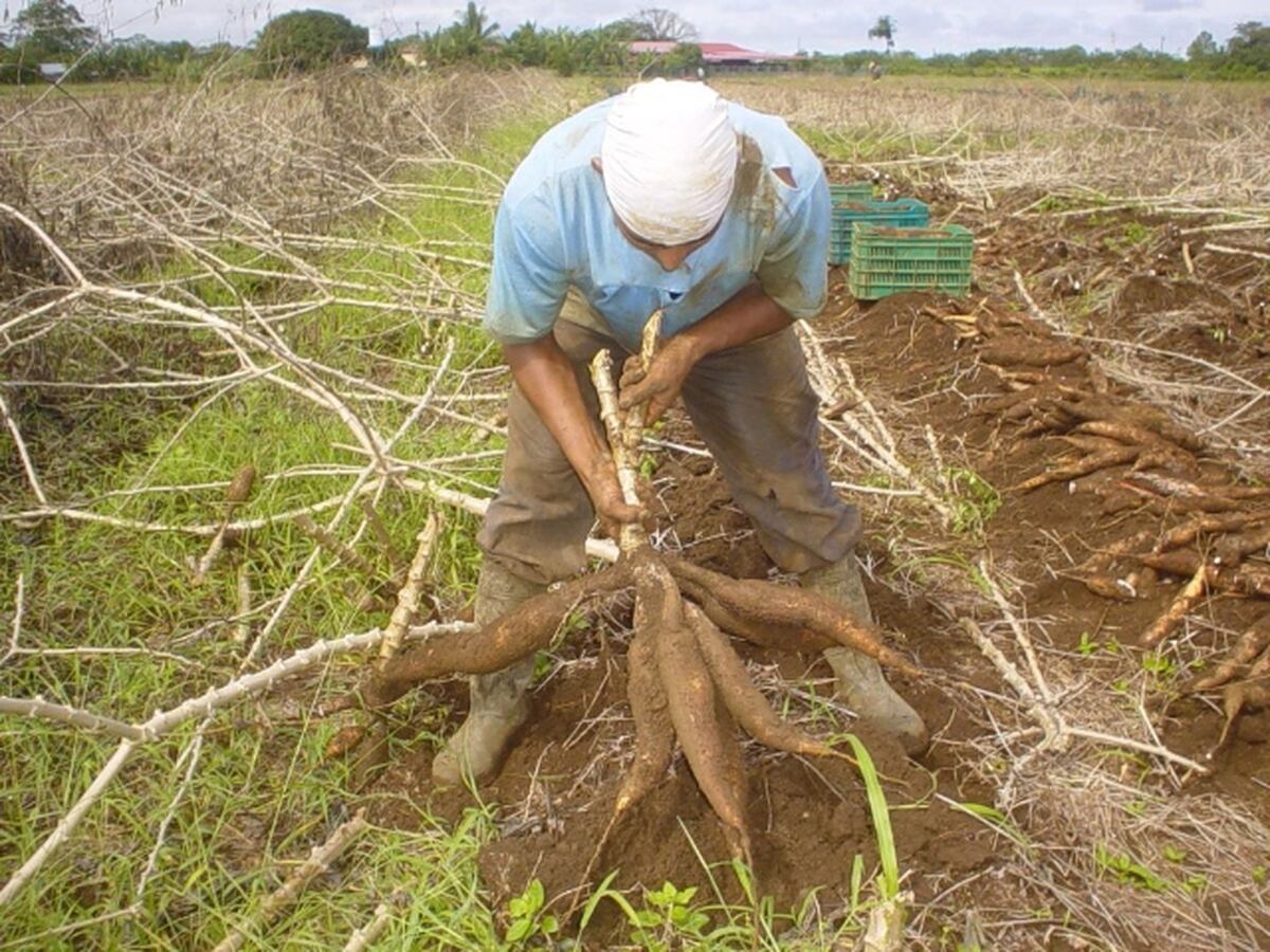 Costa Rica aporta el 89% de la yuca que se consume en Estados Unidos ...