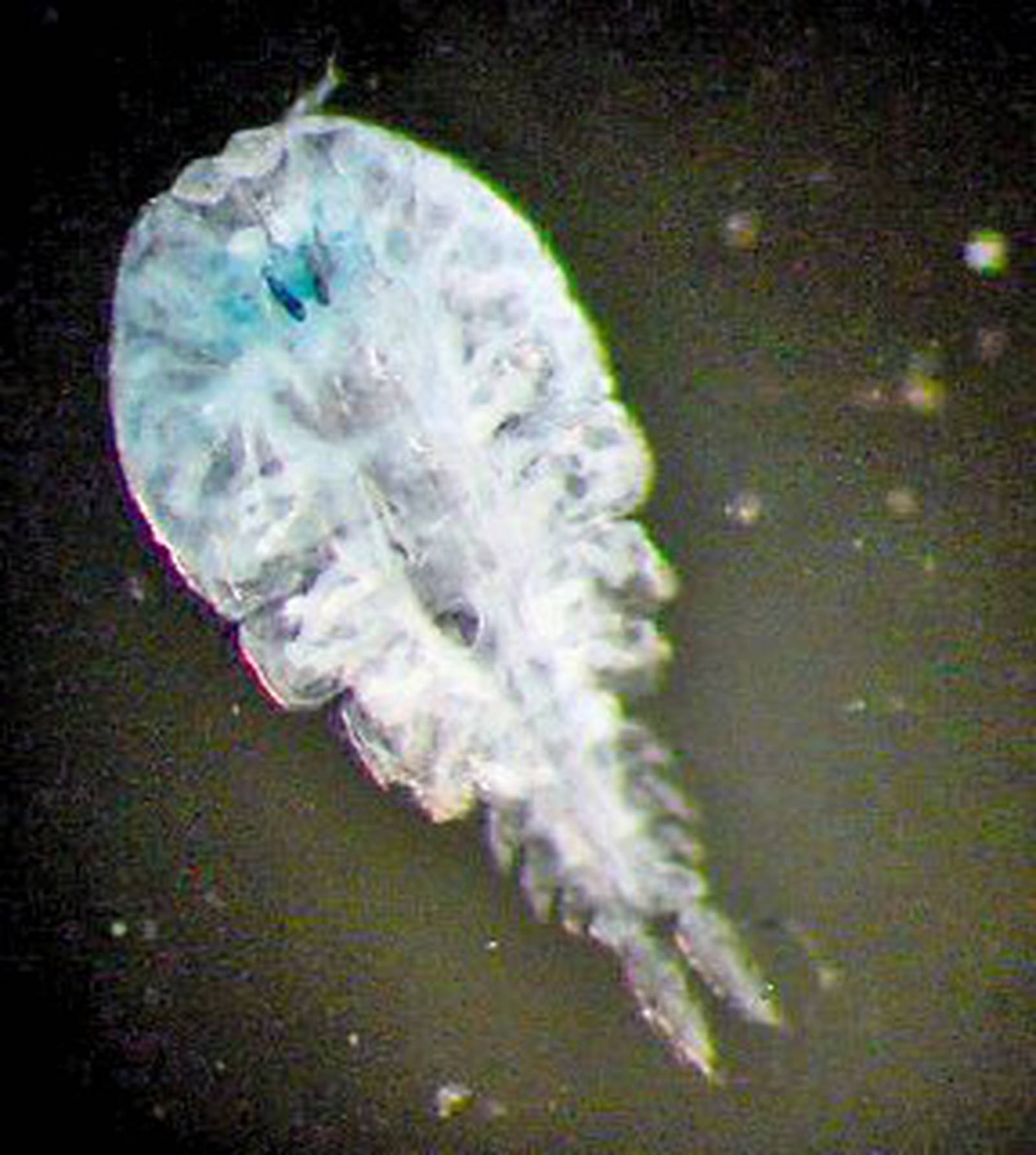 Isla del Coco tiene ‘insectos’ y algas marinas que se iluminan | La Nación