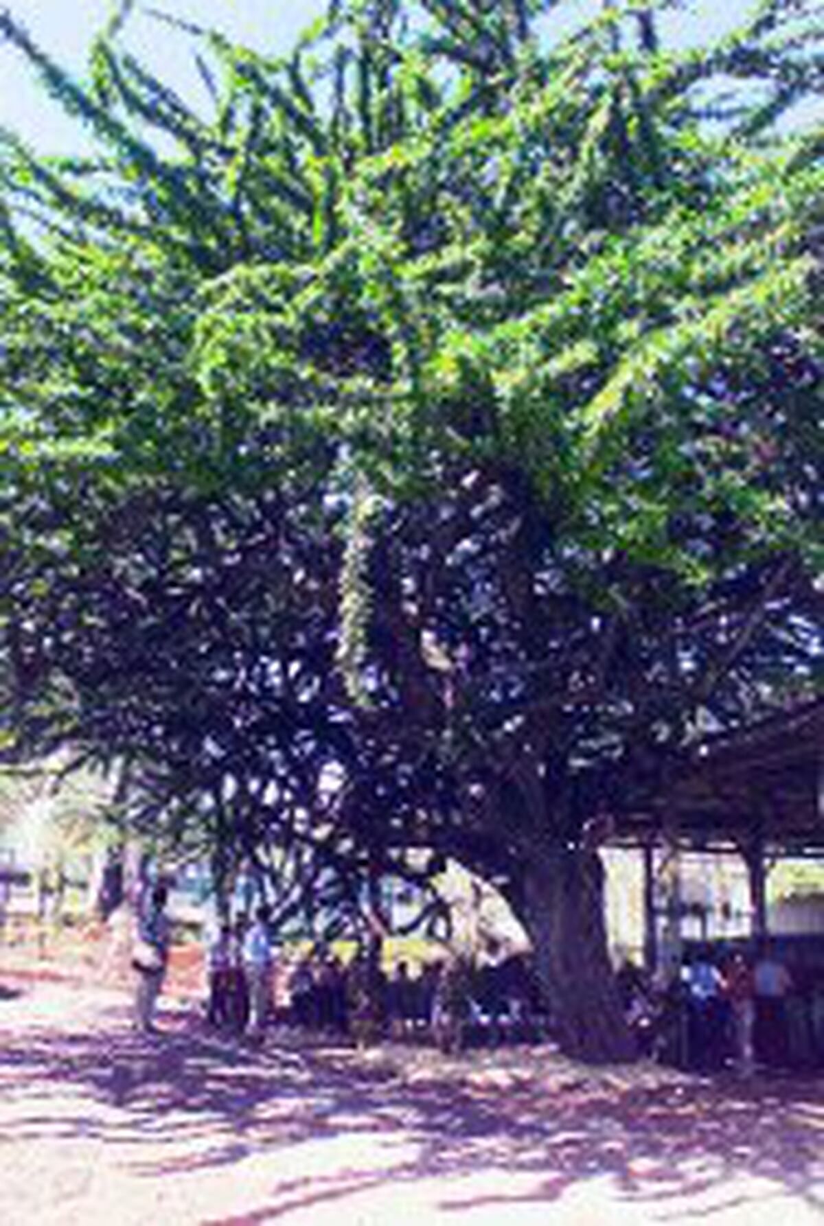 Jícaro de 400 años - La Nación