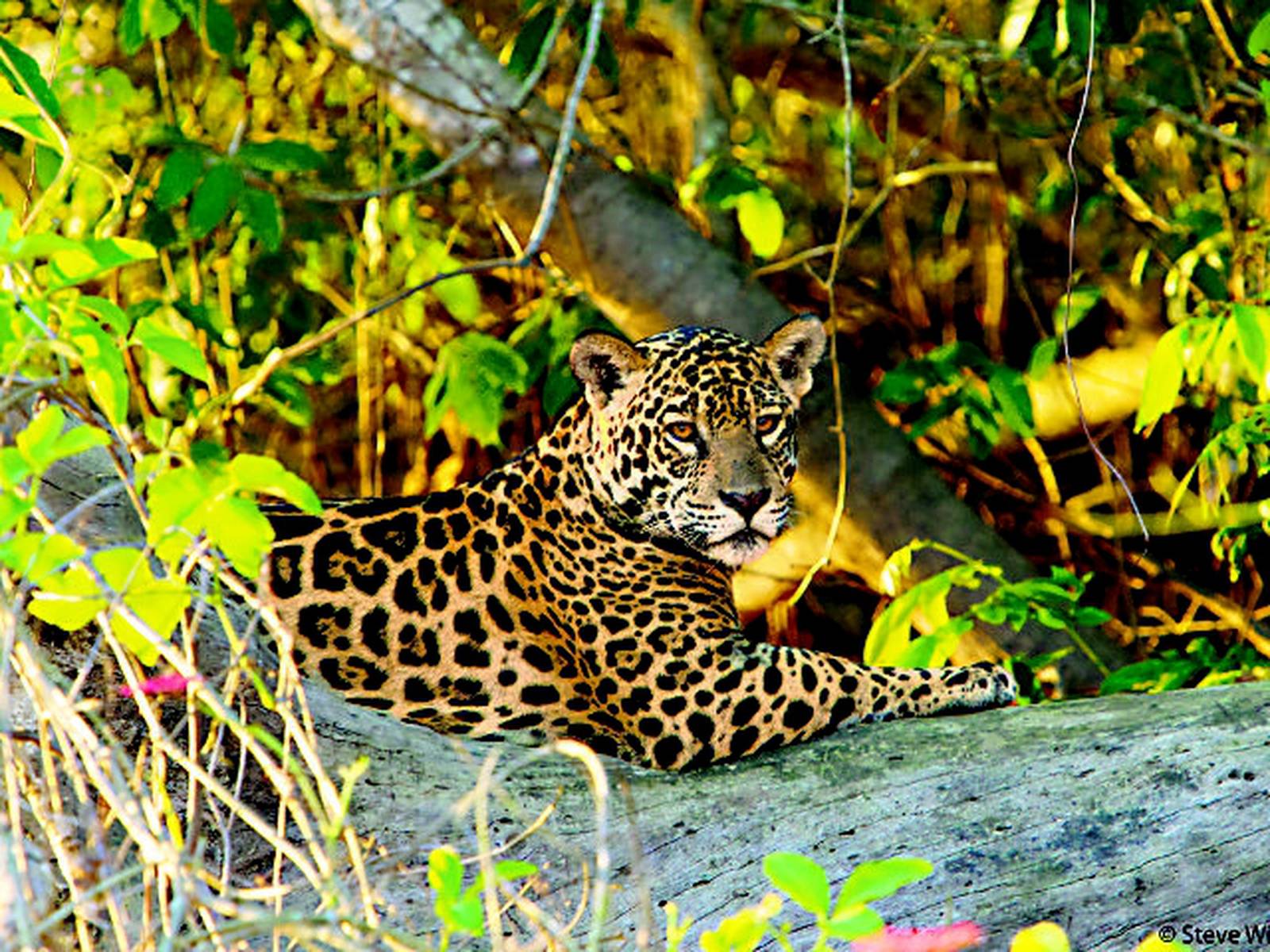 Basta que un macho emigre para asegurar sobrevivencia del jaguar | La ...