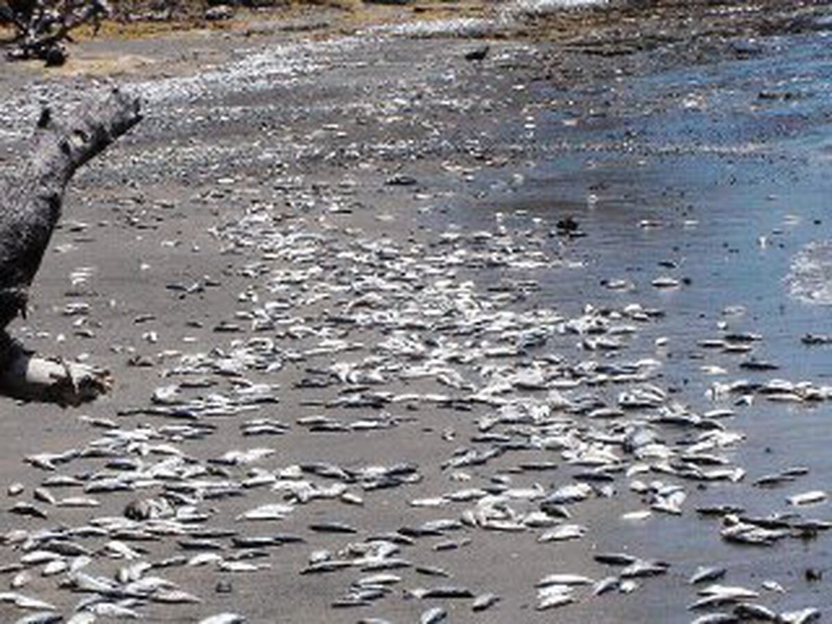 Altas temperaturas causaron marea roja en el Pacífico - La Nación