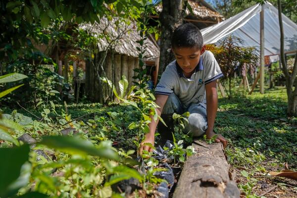 Naturaleza enseña a finqueros de Sixaola a lidiar con el cambio ...