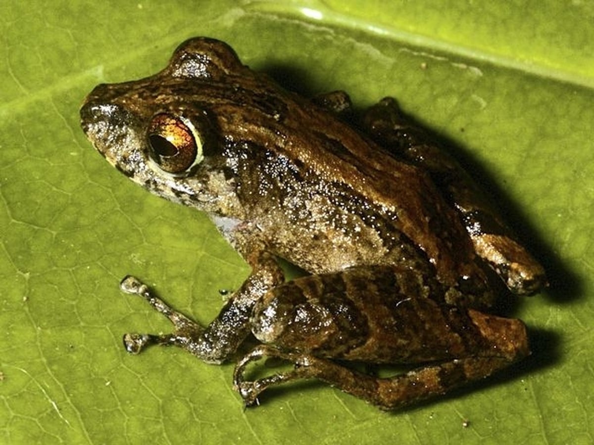 Expertos hallaron dos nuevas especies de ranas en Panamá - La Nación