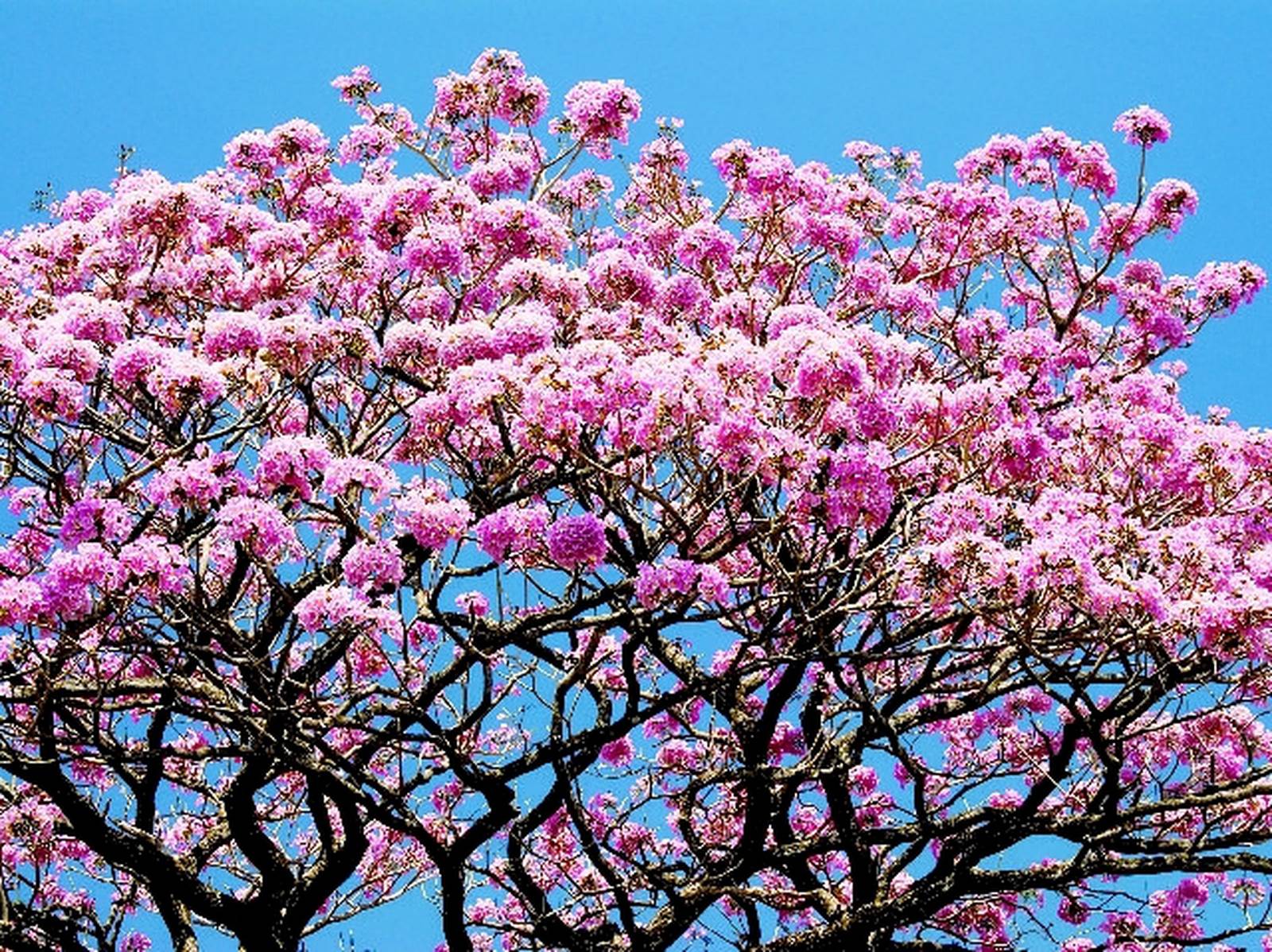 50 especies de árboles nativos del país se lucen en nuevo libro | La Nación