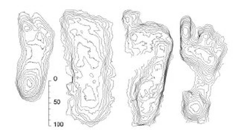 Huellas son prueba antigua de la posición erguida humana | La Nación
