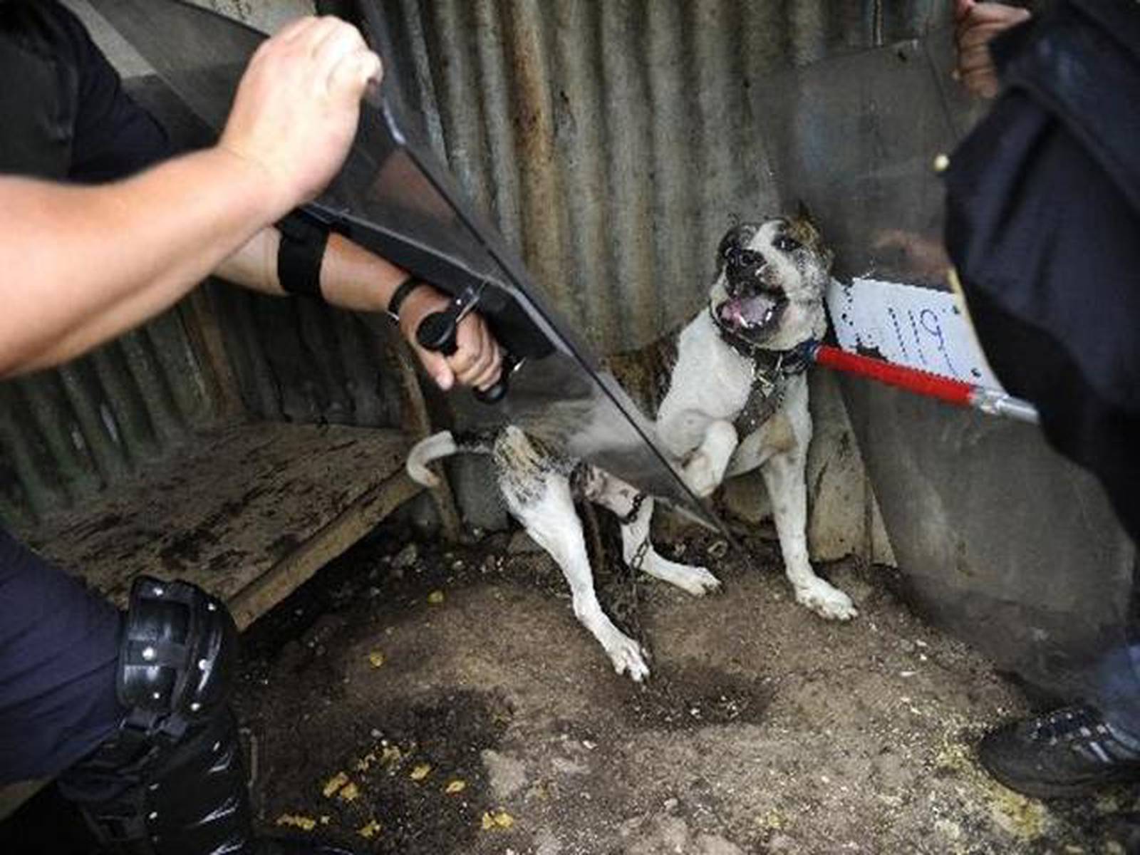 Senasa descubre importación de perros ‘diseñados’ para pelear | La Nación