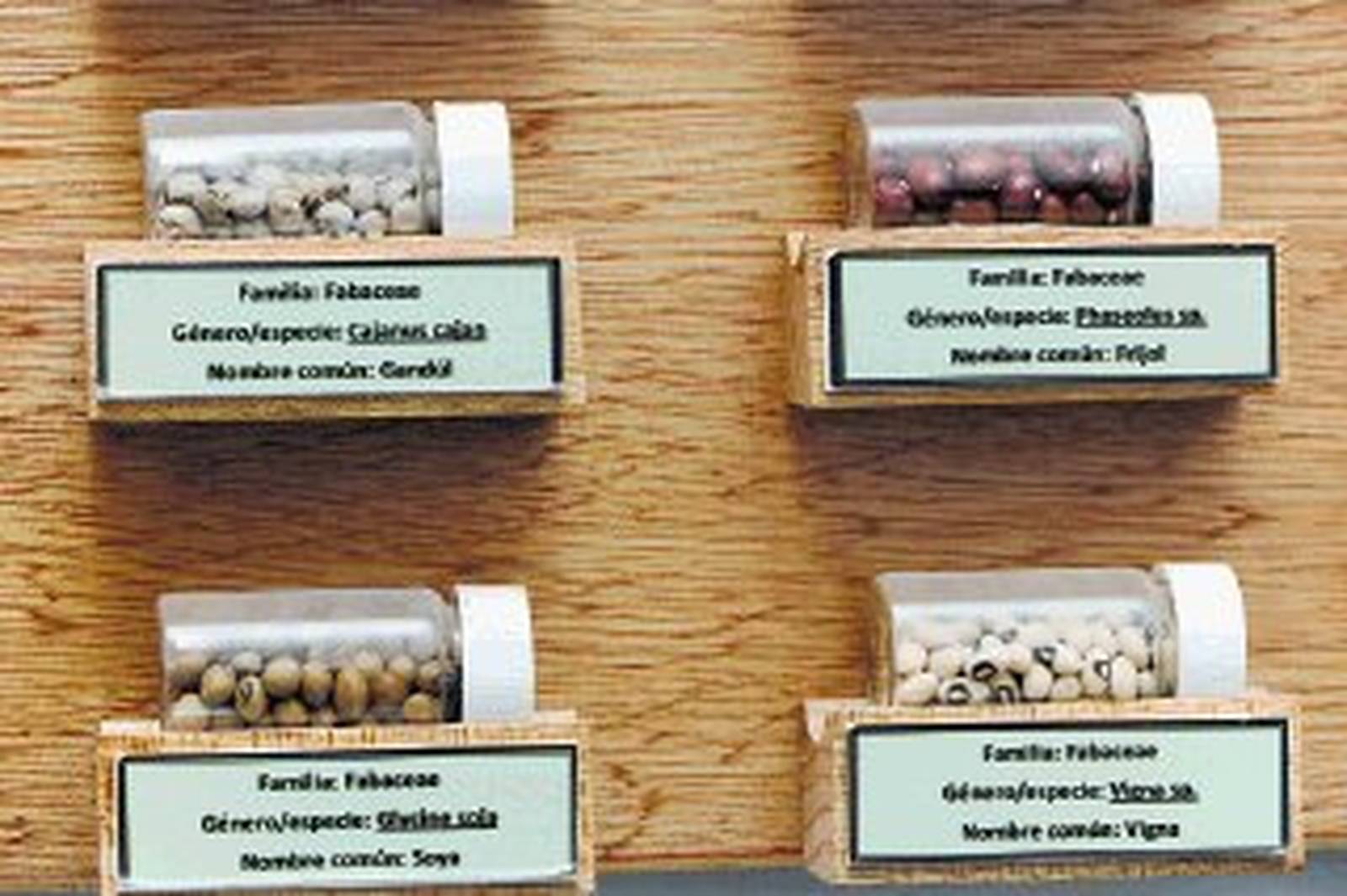 ¿Cómo funciona un banco de germoplasma? | La Nación