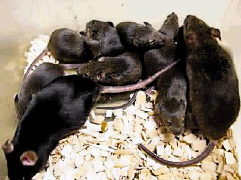 Científicos japoneses clonan ratón muerto y congelado | La Nación