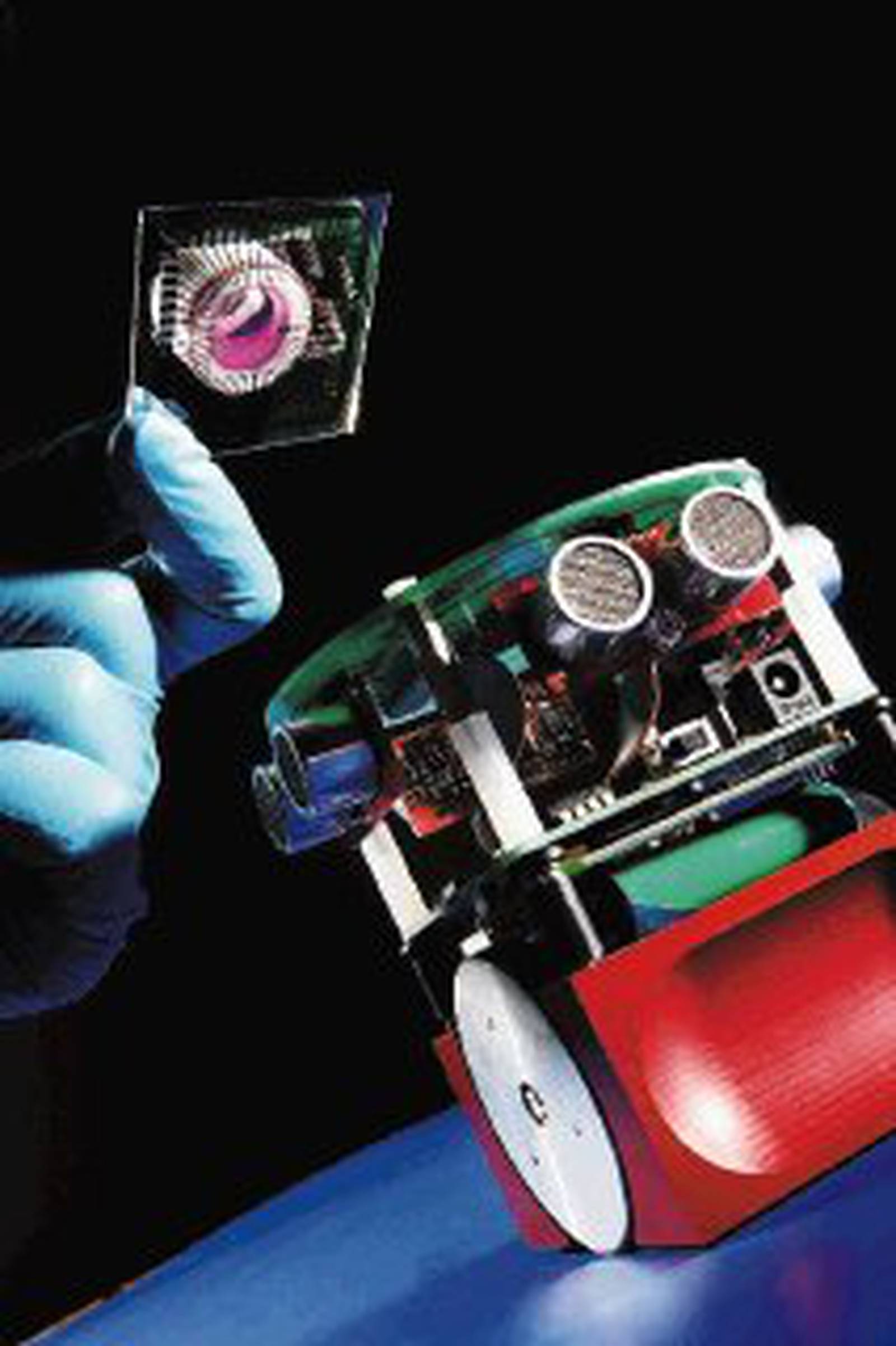 Expertos crean robot que funciona con ‘cerebro de rata’ | La Nación