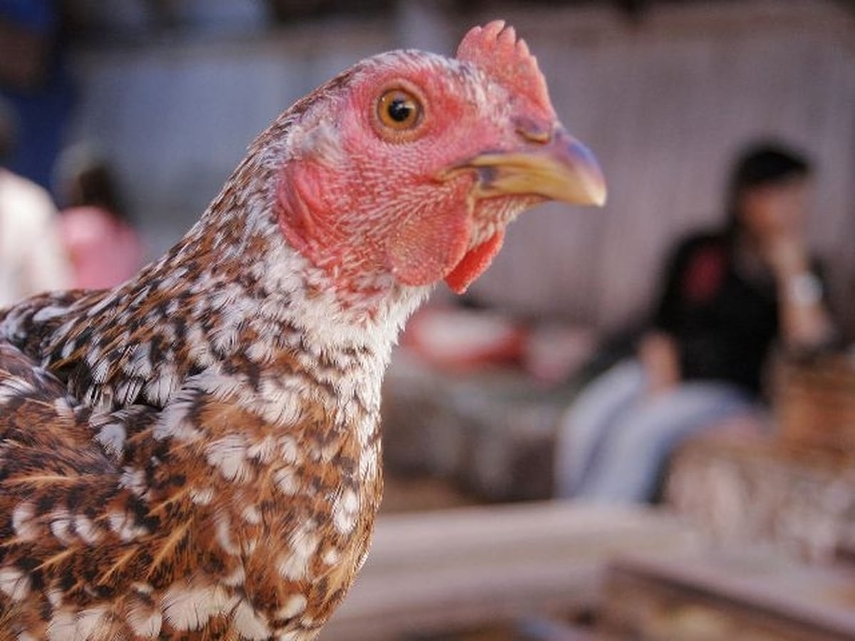 La gallina criolla tendrá su fiesta - La Nación