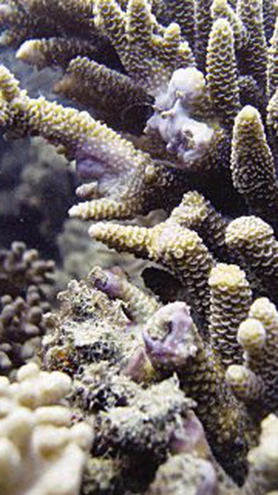 Coral repara sus lesiones al liberar colores brillantes - La Nación