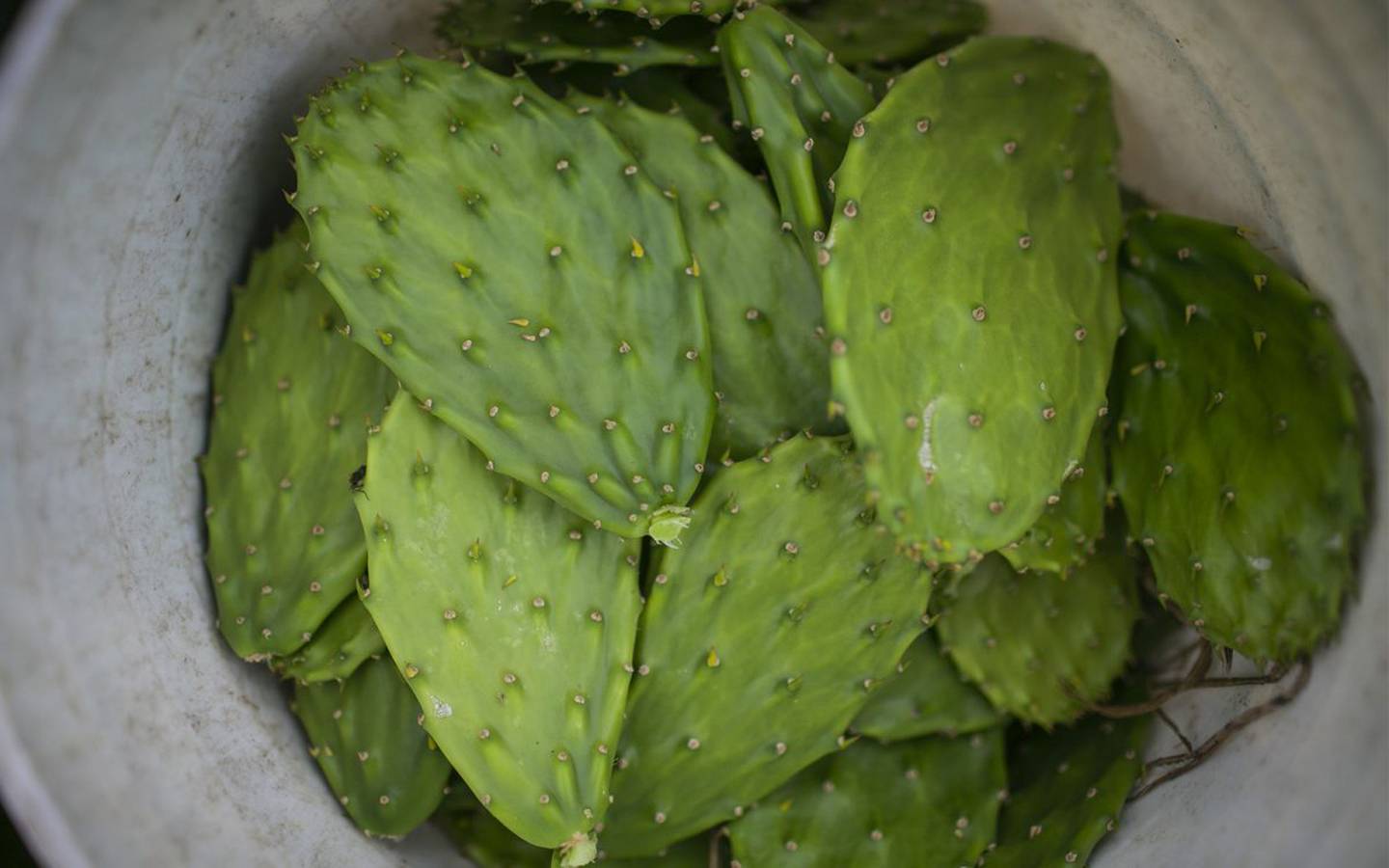 Nopal: un cactus lleno de beneficios nutricionales | La Nación