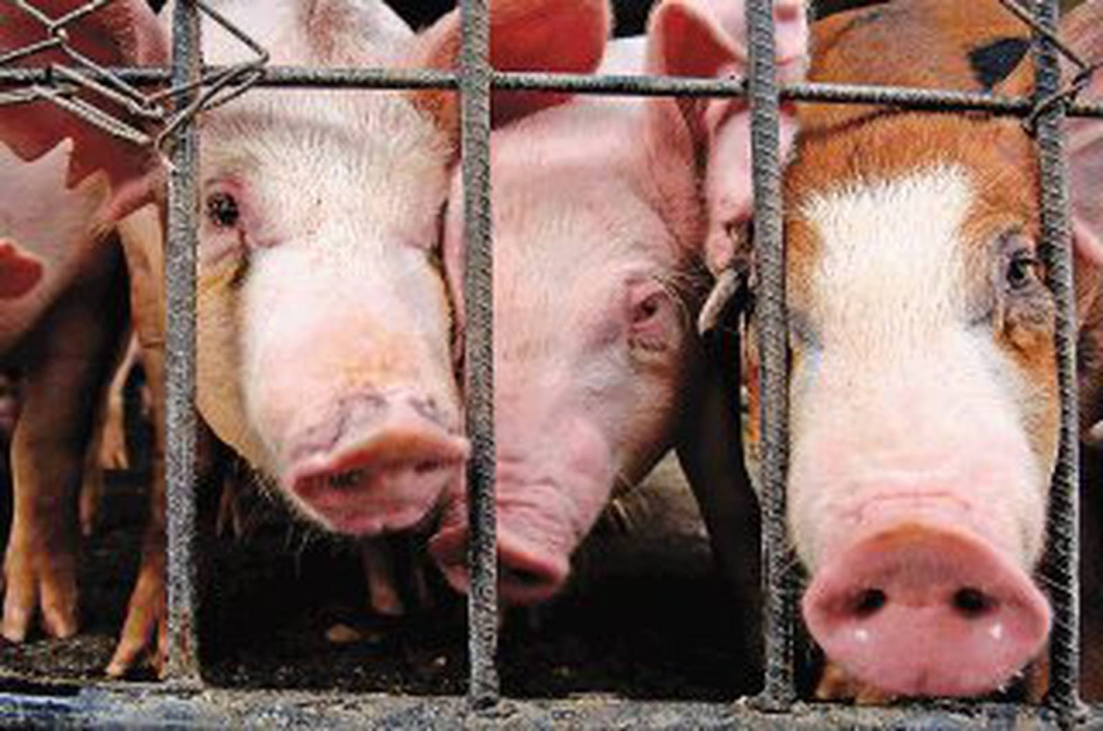 Científicos descifran el genoma del cerdo doméstico | La Nación