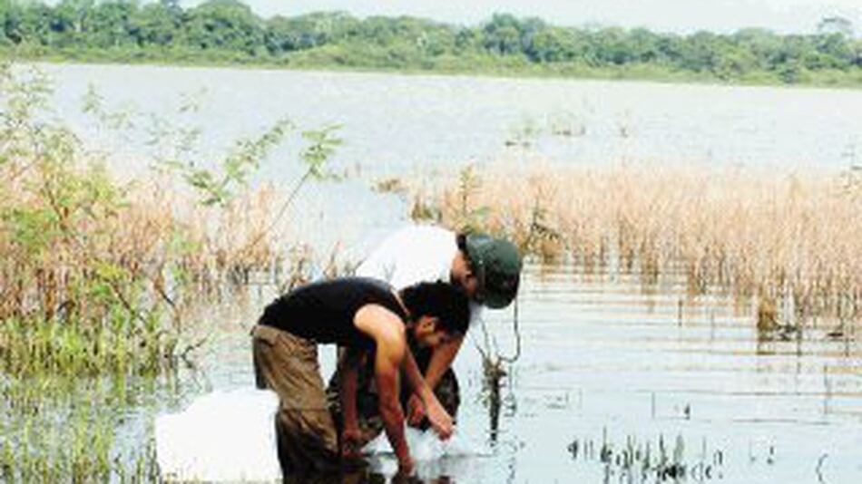 UNA libera 1.500 peces gaspar en Caño Negro - La Nación