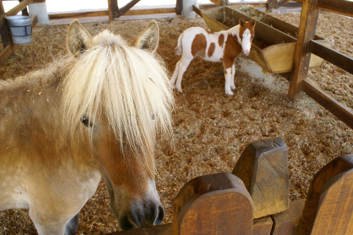 Expresiones faciales de caballos se parecen a las de los humanos - La ...