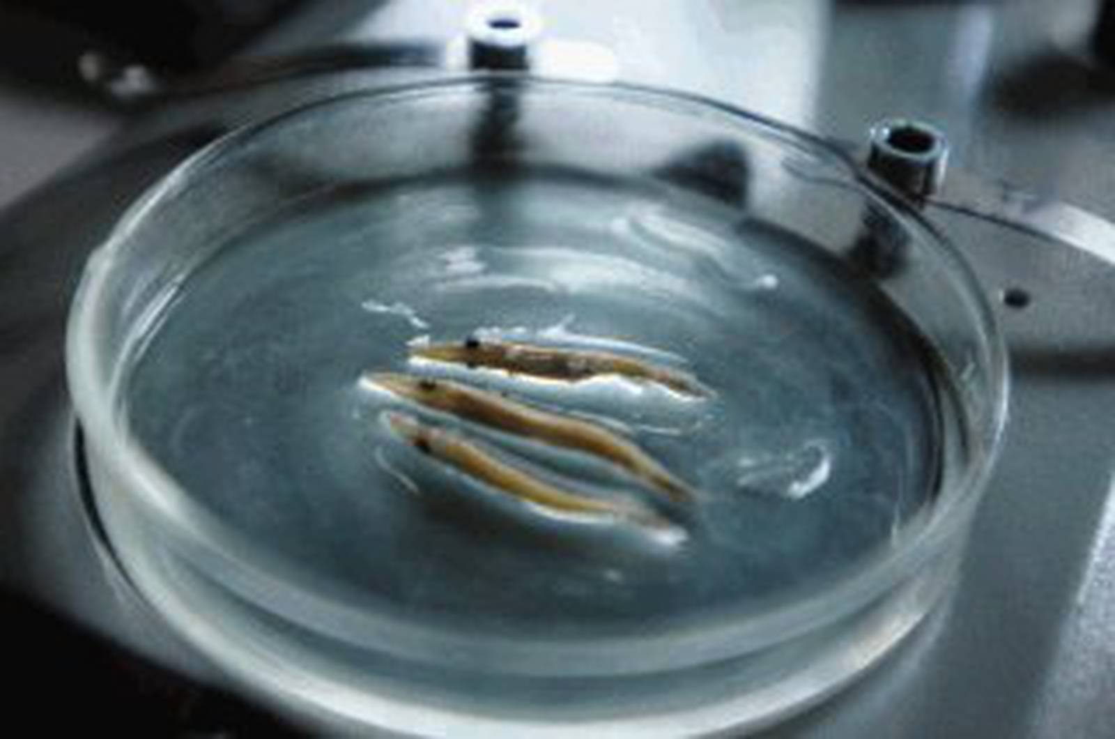 Biólogos ticos reproducen al pez gaspar en un laboratorio | La Nación