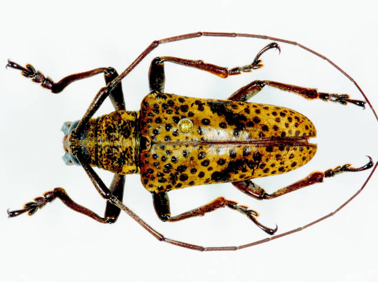 El Caribe, litoral propicio para el estudio de los insectos | La Nación