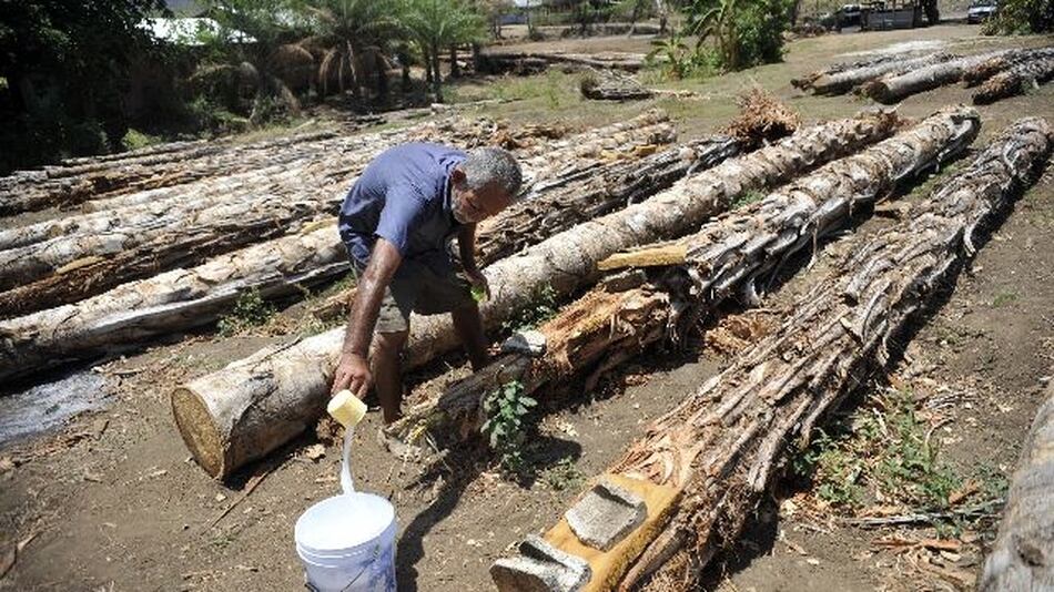 Nambí de Nicoya, la capital del vino de coyol - La Nación