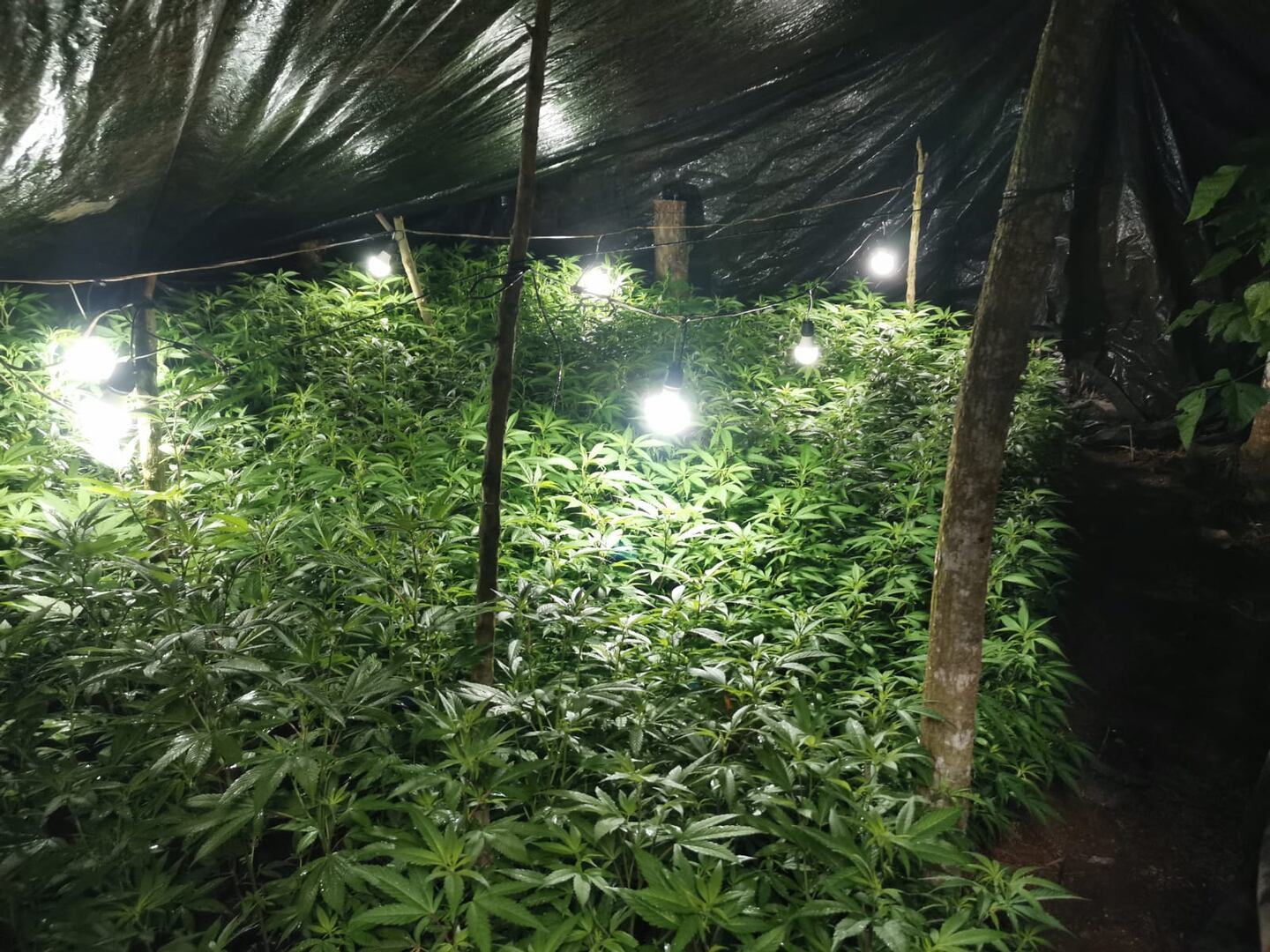 OIJ y Policía descubren 848 plantas de marihuana en vivero ilegal en Pérez Zeledón | La Nación