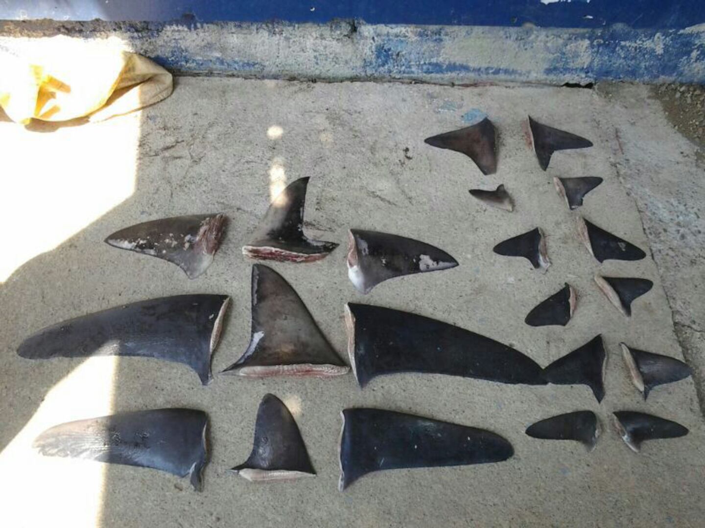 Cae barco pesquero con 21 aletas de tiburón | La Nación