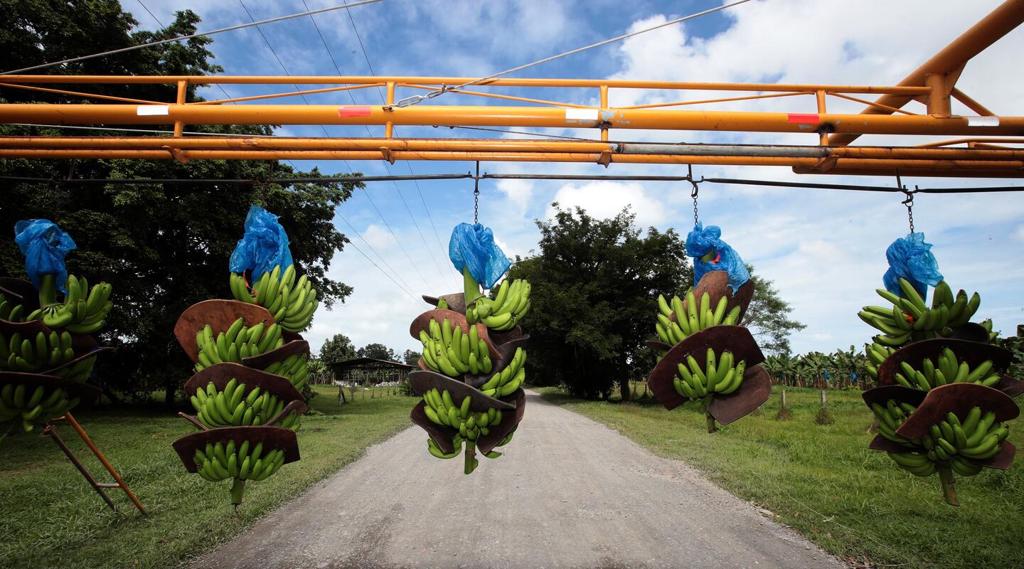 Standard Fruit cierra dos fincas en Guápiles y despide a 111 empleados ...