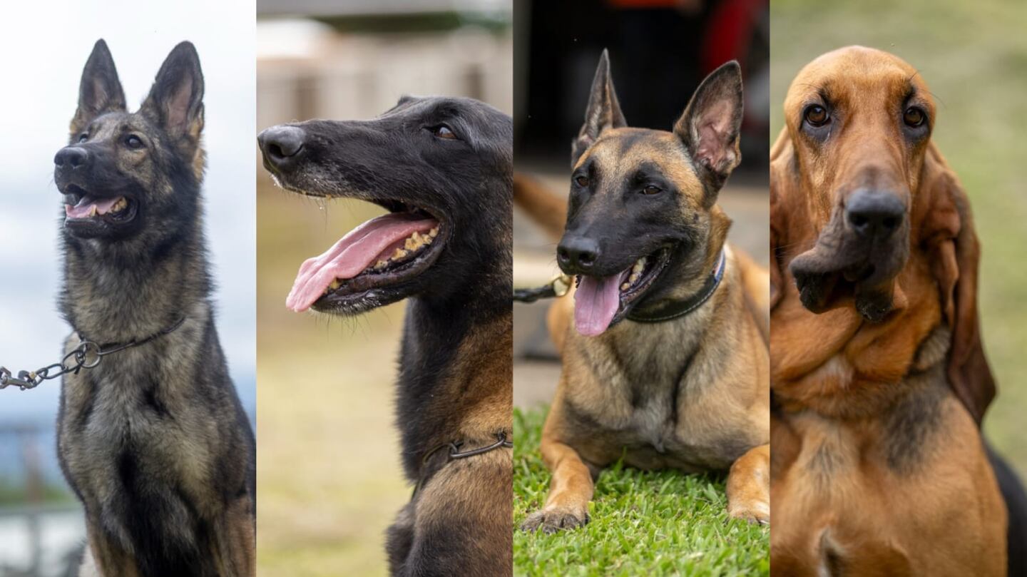 El olfato del OIJ anda en cuatro patas: Así es la Unidad Canina | La Nación