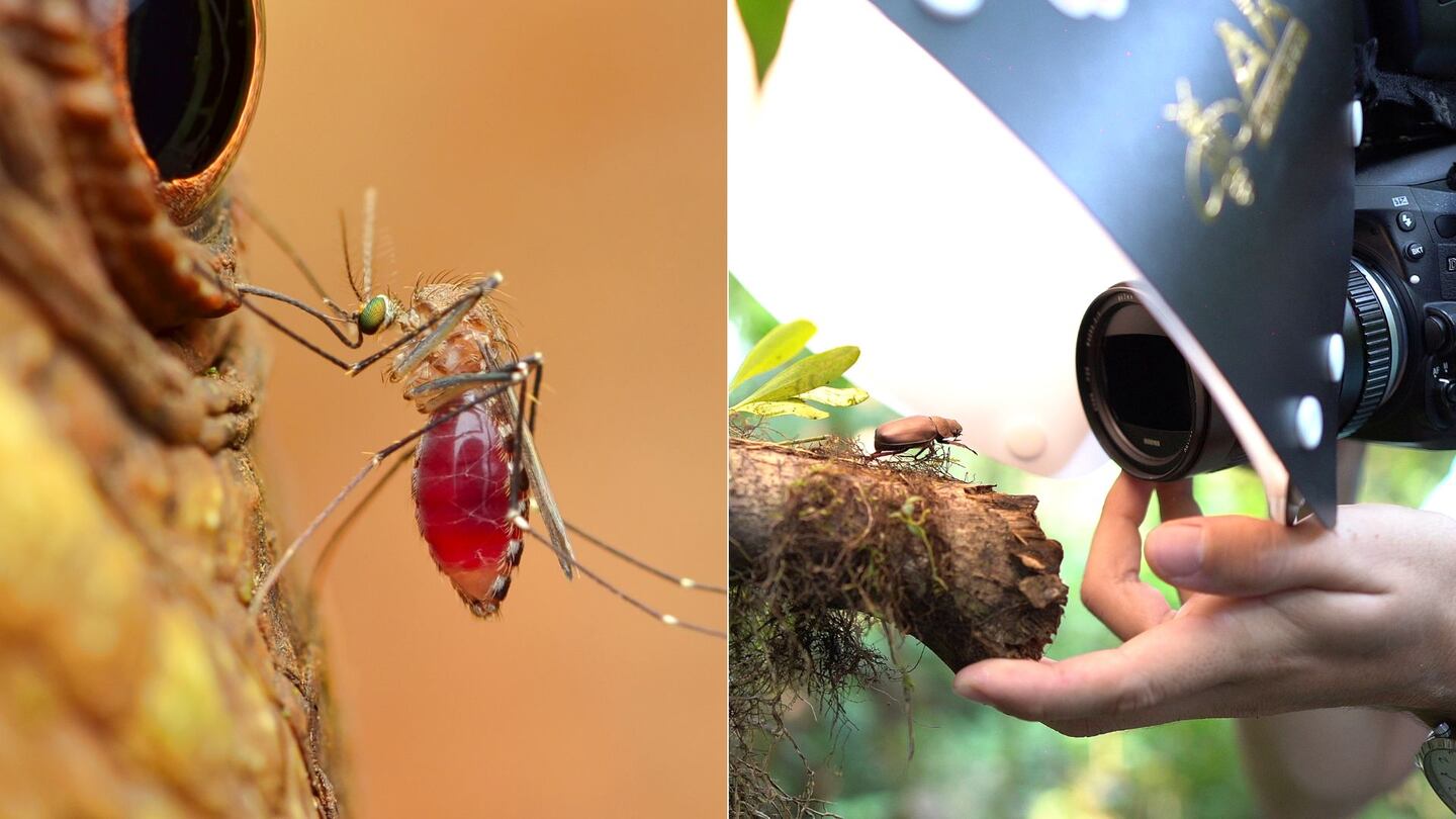 ¿Cómo luce un zancudo a gran escala? Fotógrafo costarricense muestra ...