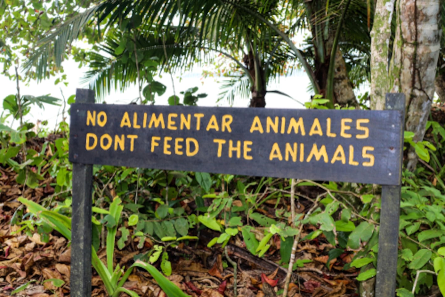 Por qué no está bien alimentar a los animales silvestres | La Nación