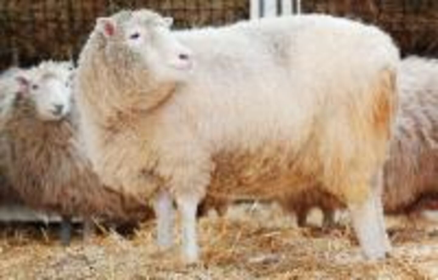 Murió “Dolly”, la oveja clonada | La Nación