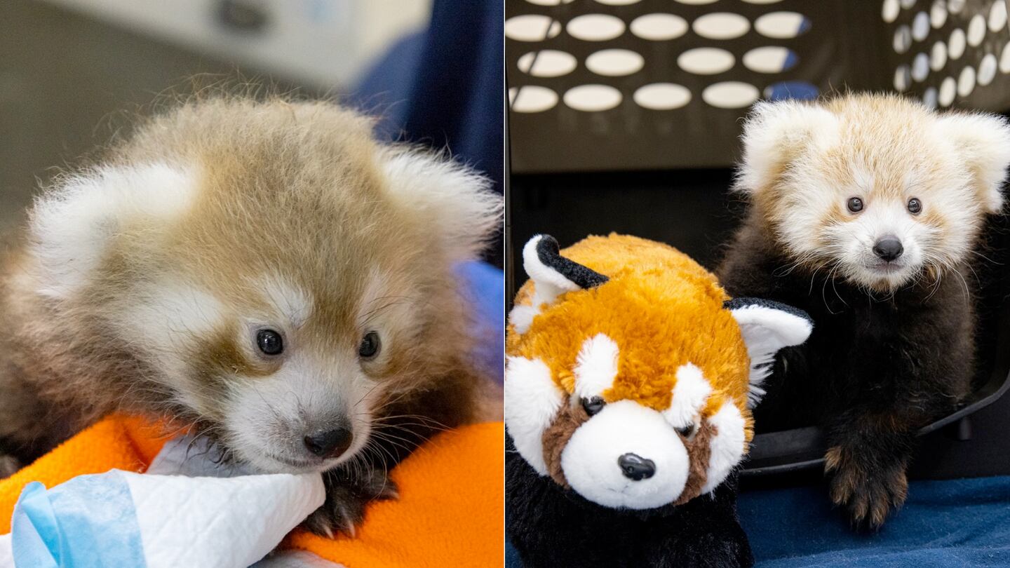 Raro (y adorable), panda rojo en peligro de extinción nace en zoológico ...