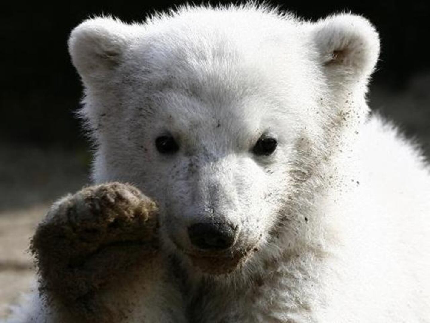 Oso Knut será disecado y tendrá su monumento | La Nación