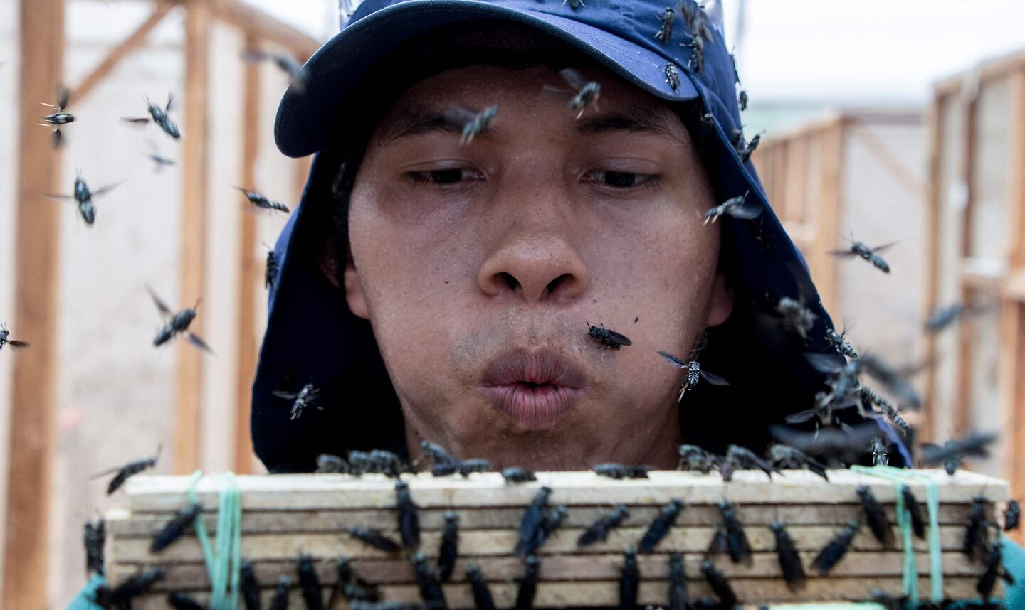 Larvas de mosca saltan como alternativa sostenible para la alimentación ...