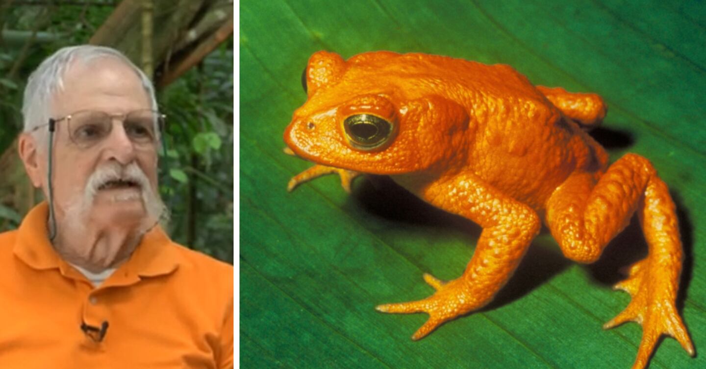 Muere notable científico que describió por primera vez el sapo dorado y ...