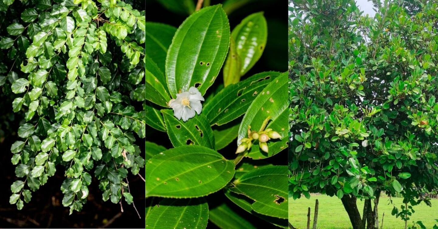 En Limón y Puntarenas viven plantas que no se habían visto antes en el ...
