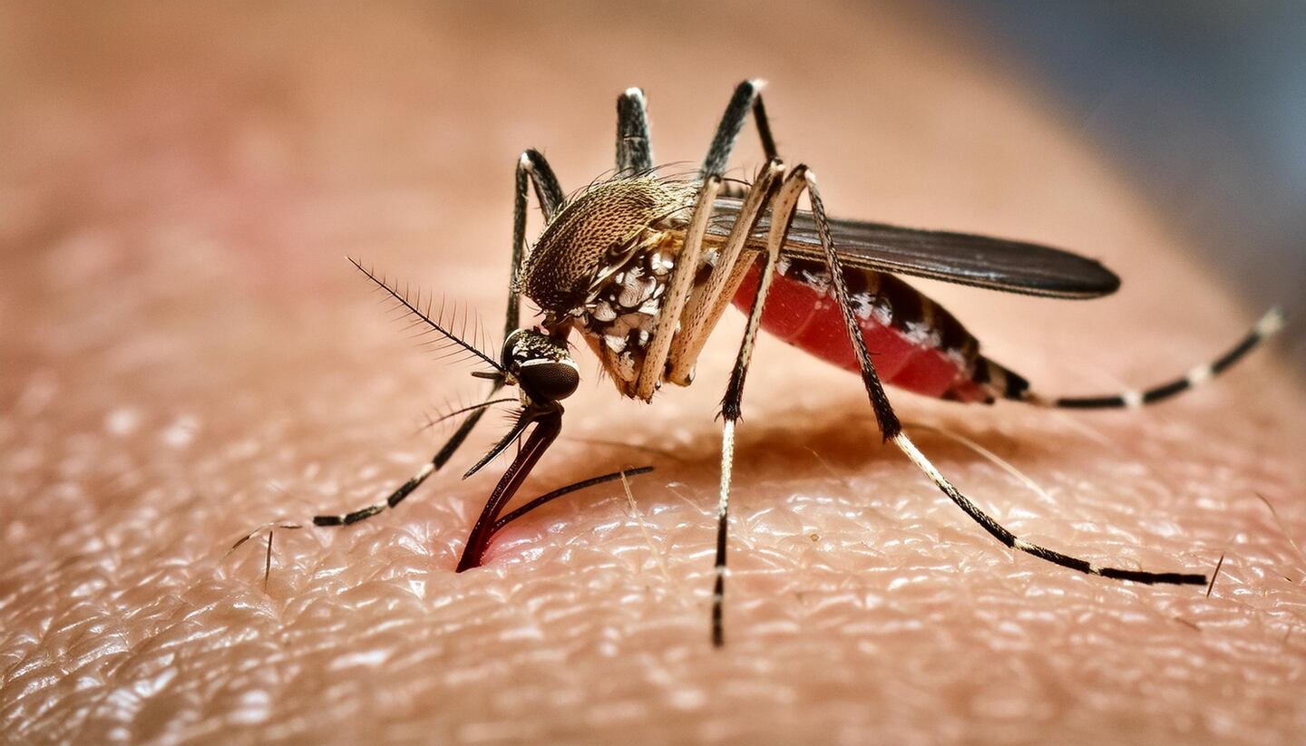 Editorial: Dengue en Cartago | La Nación