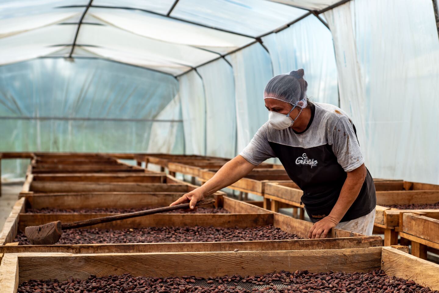 Catica Chocolates, la pequeña empresa de cacao que busca crecer bajo la ...