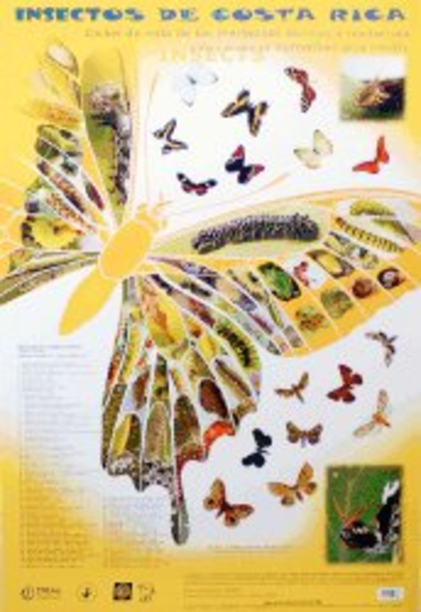 Insectos de Costa Rica se 'venden' en afiches | La Nación