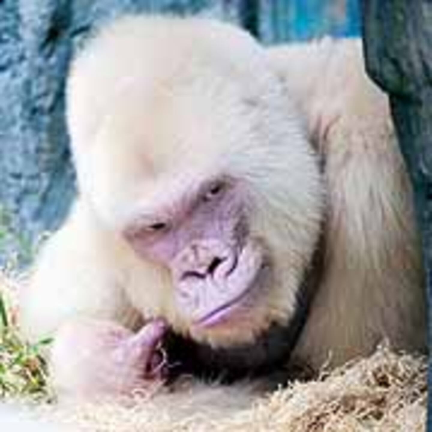 Murió el único gorila albino | La Nación
