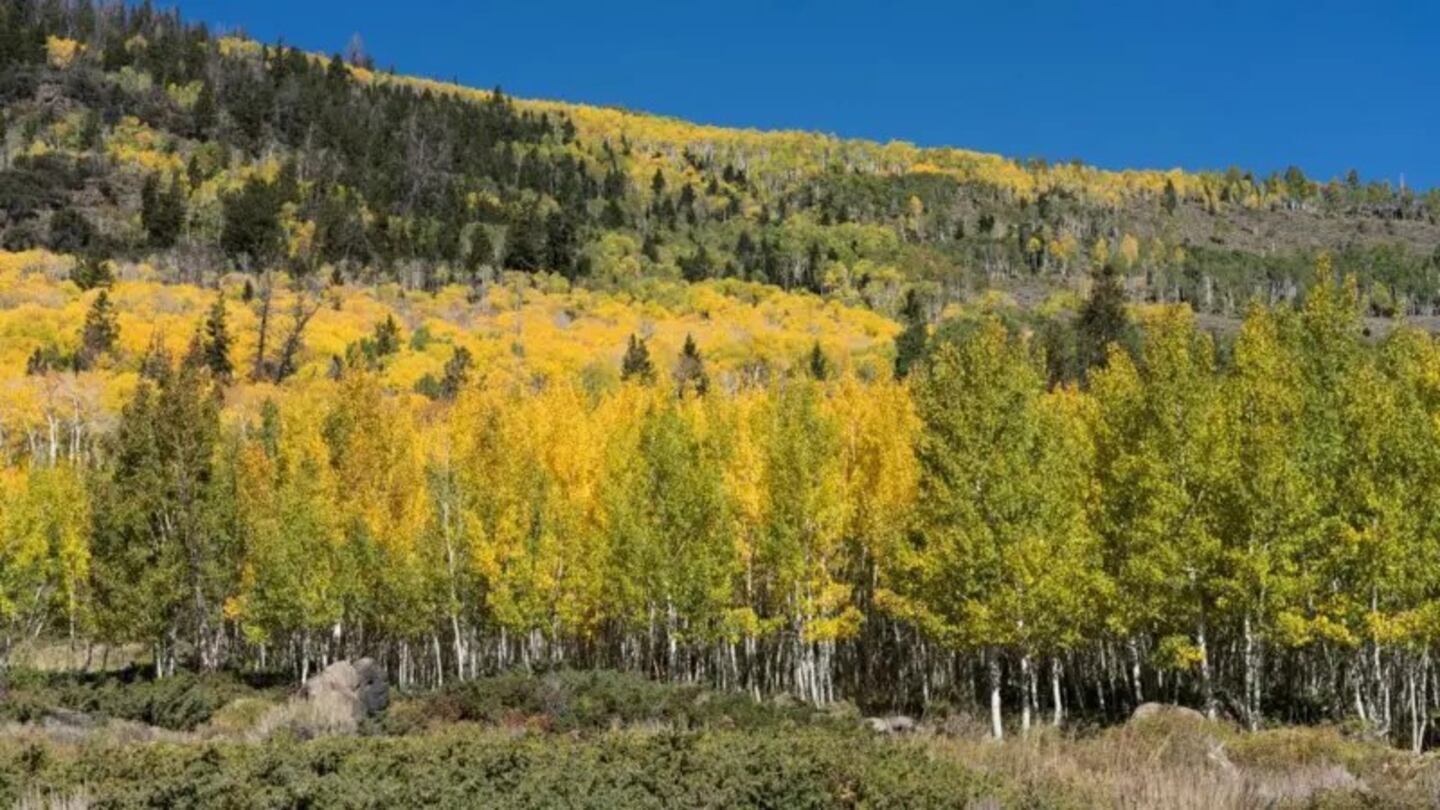 Pando: el gigante clonal de Utah con más de 16.000 años de antigüedad ...