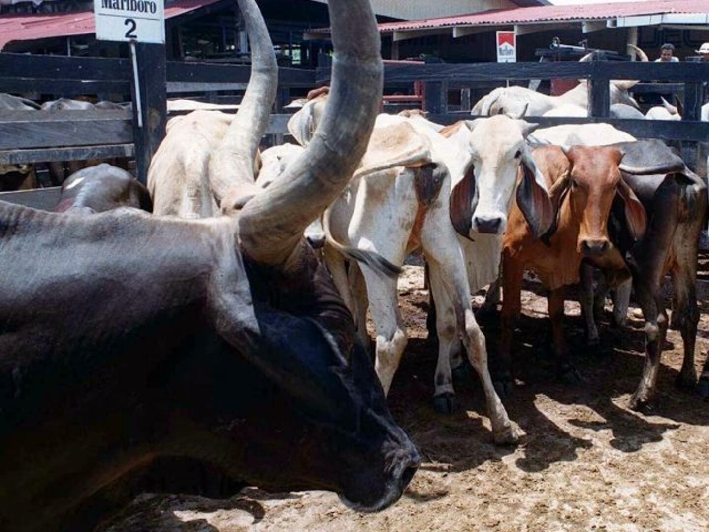 Gobierno inyecta ¢1.300 millones a Coopemontecillos | La Nación