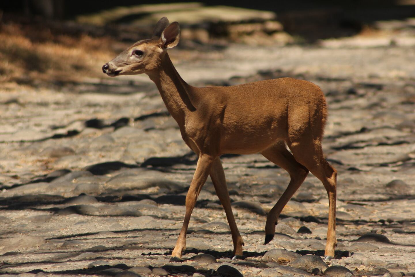 ¿Cómo defenderse de un venado? | La Nación