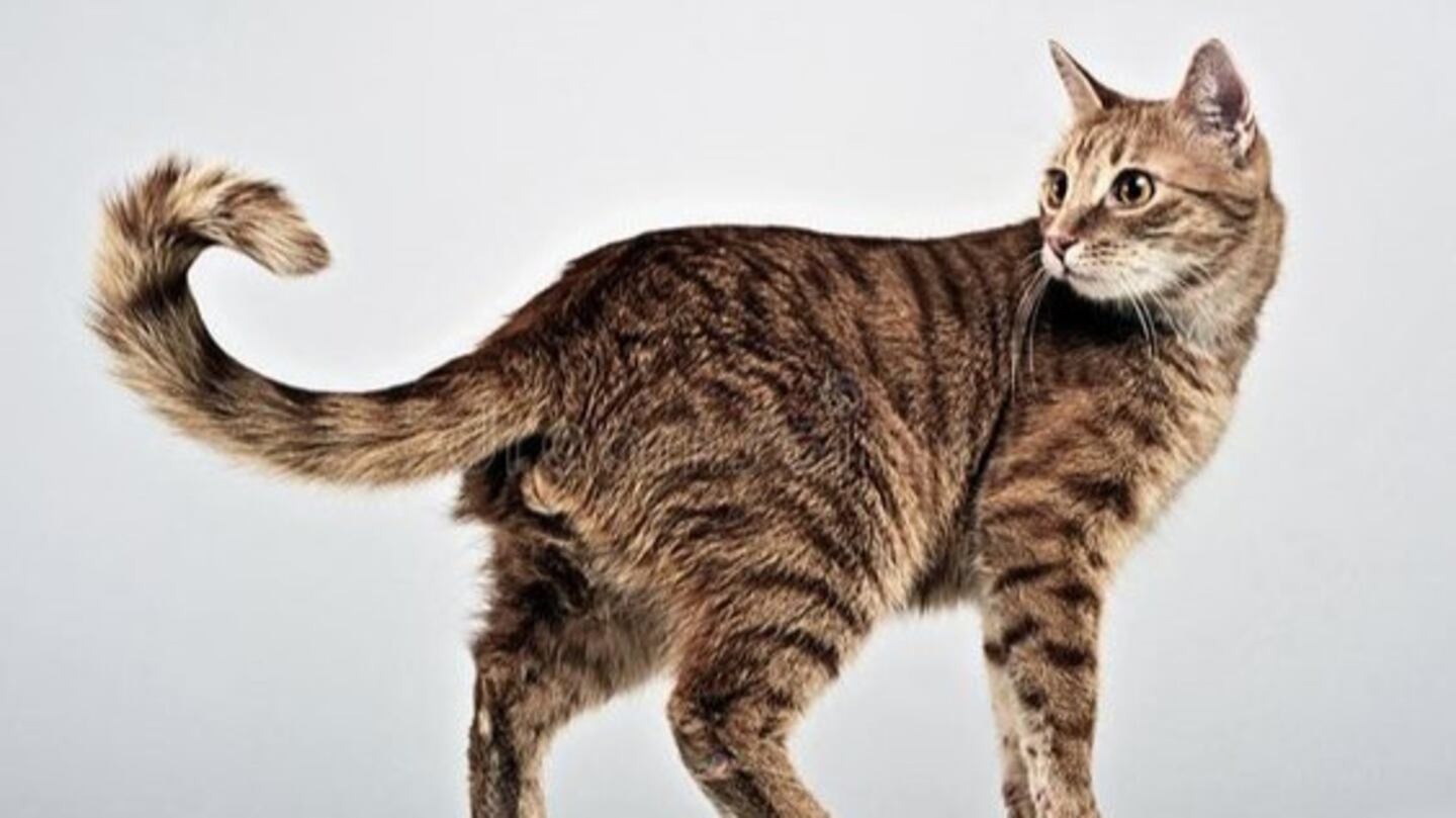 ¿Qué expresa un gato con los movimientos de su cola? | La Nación