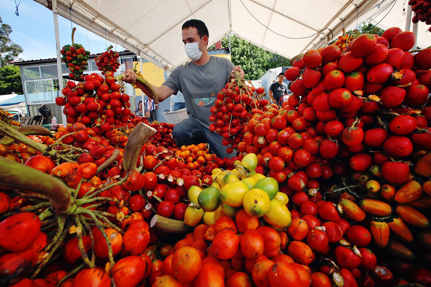 Pejibaye, la versátil fruta con la que se puede producir desde harina ...