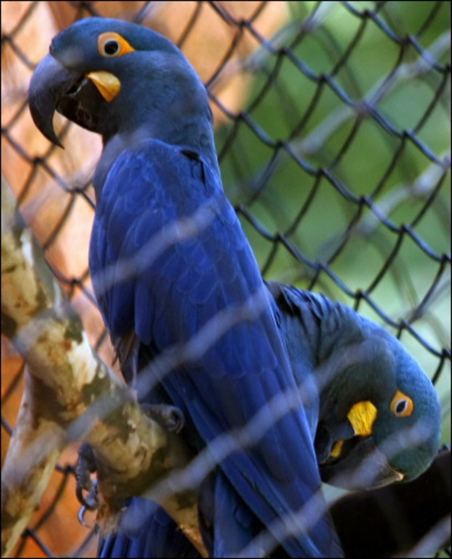 Zoo de Rio abre exposición sobre guacamayo de Lear, en peligro de ...