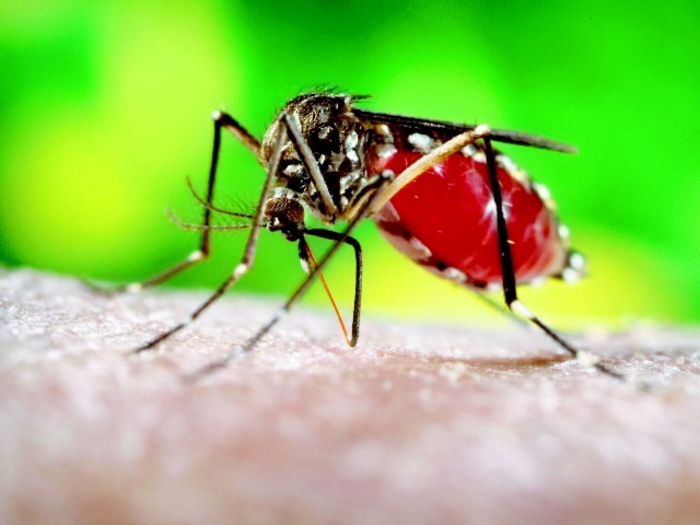 Fiebre amarilla suma 50 casos y 24 muertos en América este año | La Nación