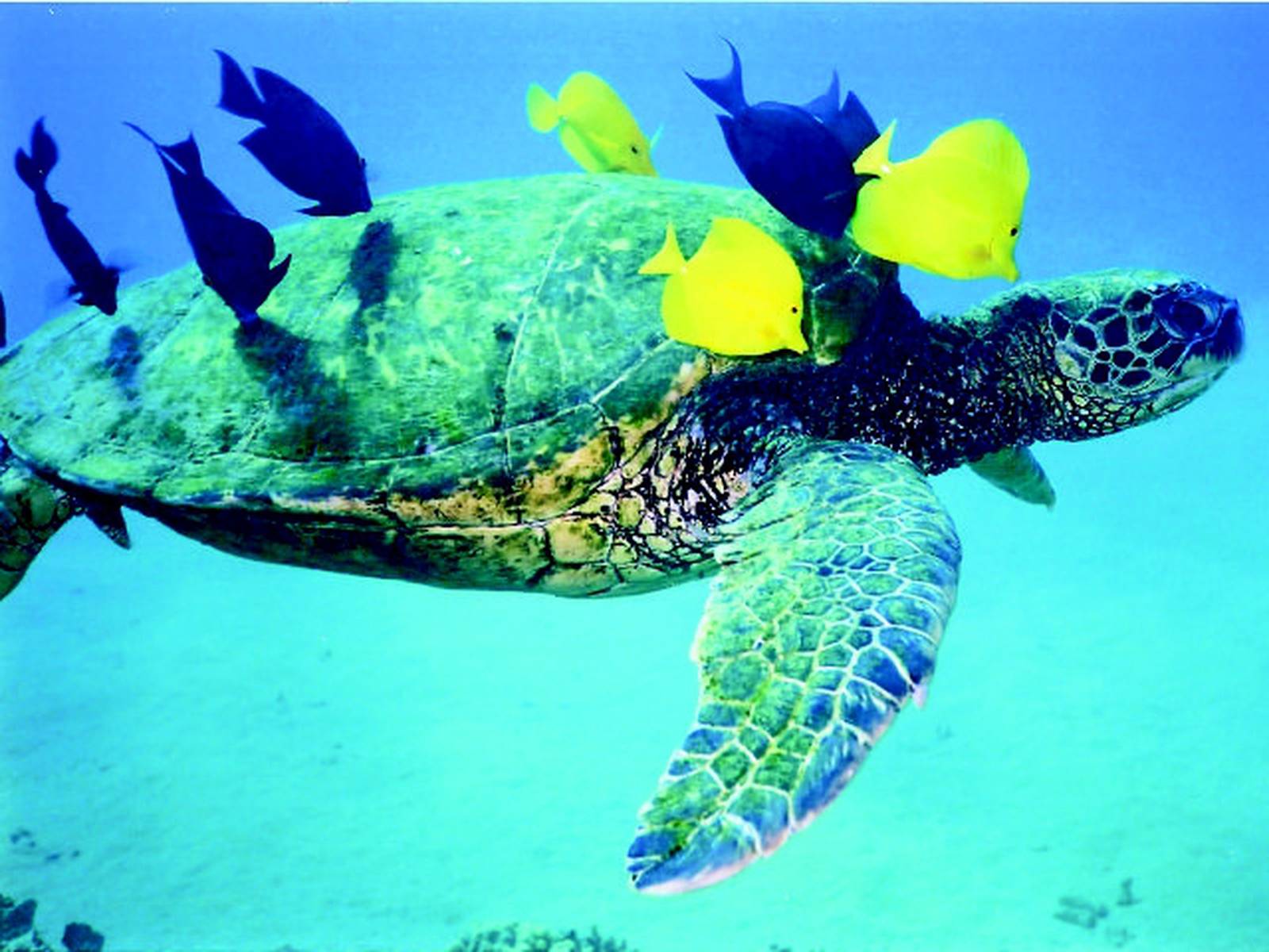 Decenas de organismos viven en caparazón de una tortuga marina | La Nación
