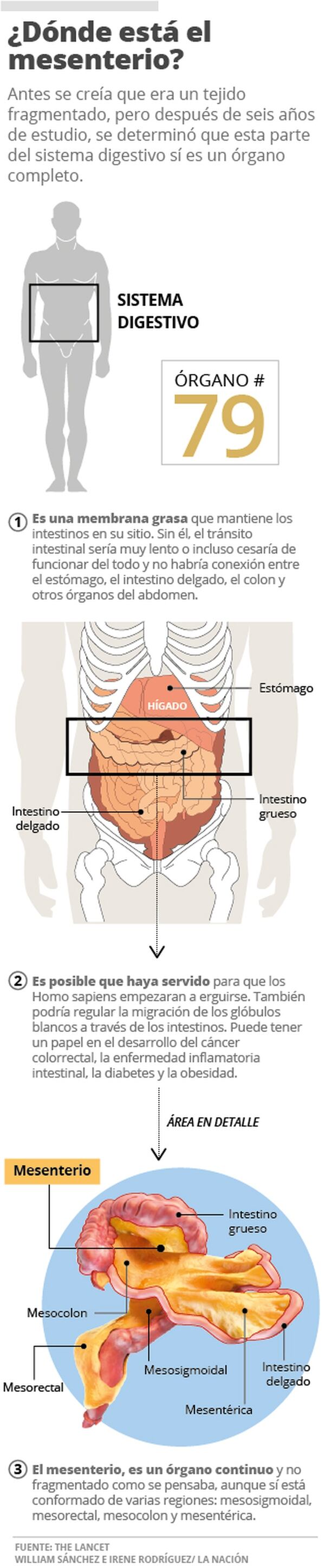 ¿Para qué sirve el mesenterio, el nuevo órgano del cuerpo humano? - La ...