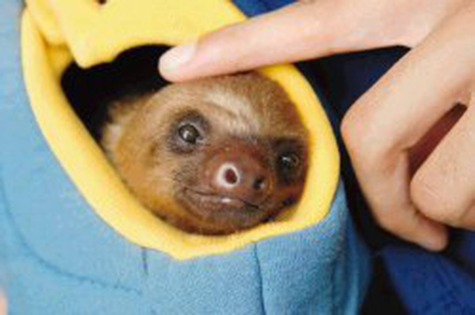 En un mundo de perezosos | La Nación