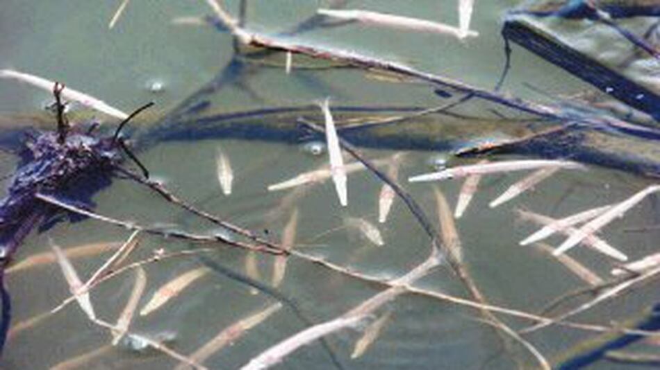 UNA libera 1.500 peces gaspar en Caño Negro - La Nación