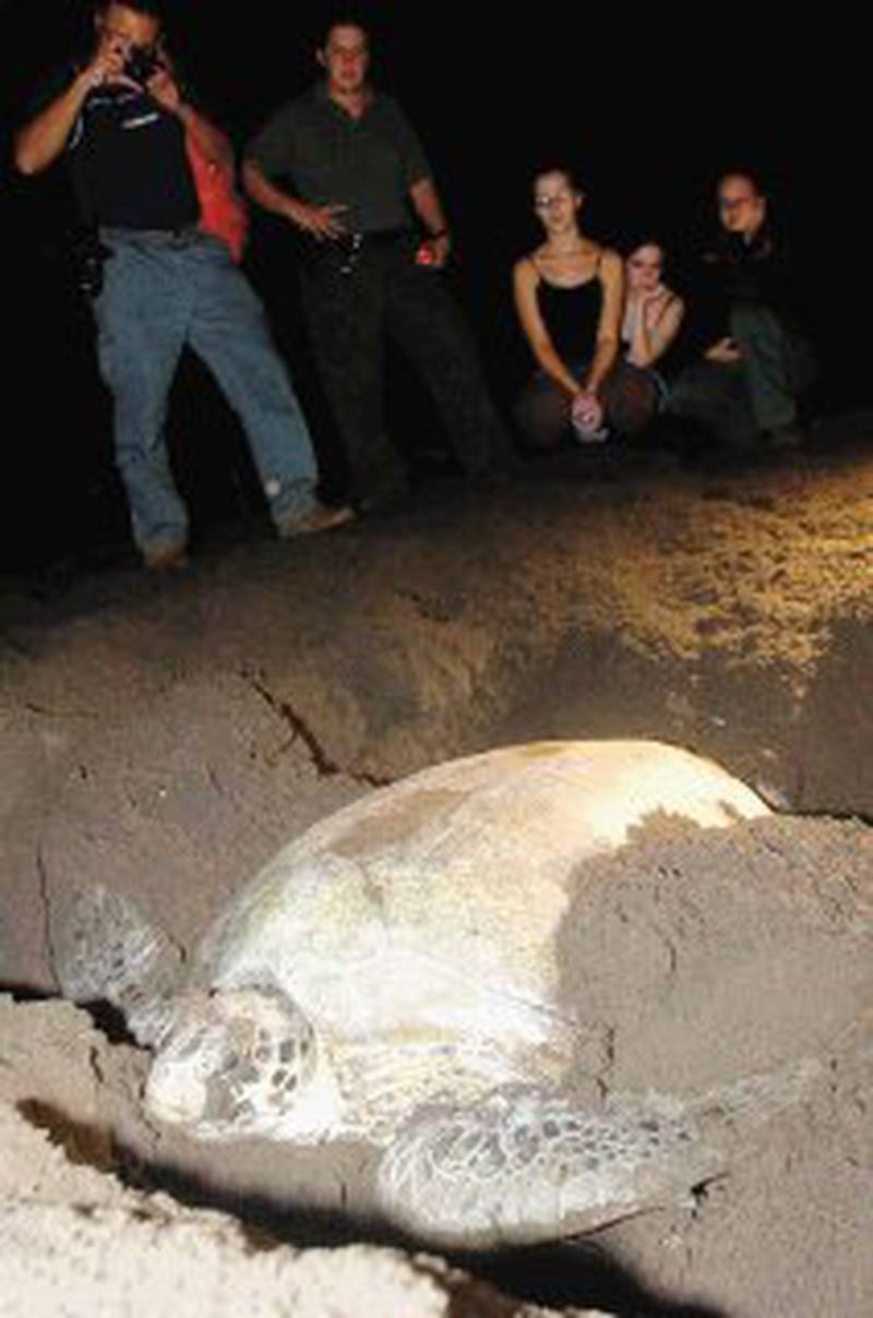 Tortugas desovan tranquilas gracias a labor de rastreadores | La Nación